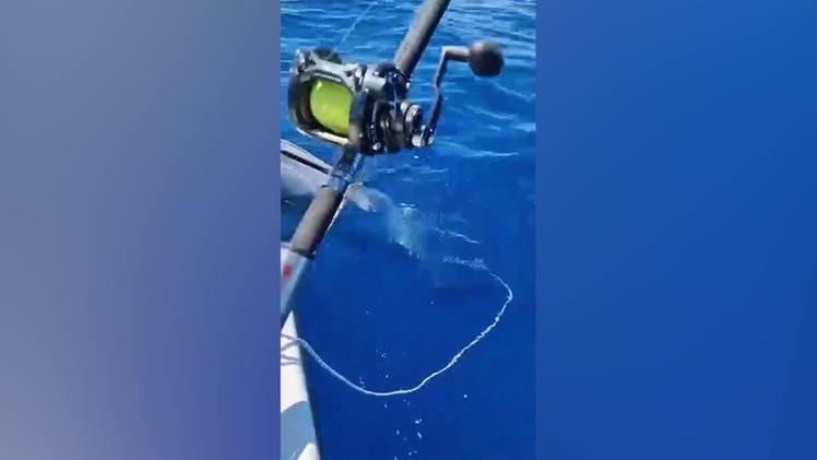 Video: Pesca record a Santa Teresa di Gallura, preso un tonno di 220 ... Video: Pesca record a Santa Teresa di Gallura, preso un tonno di 220 ...